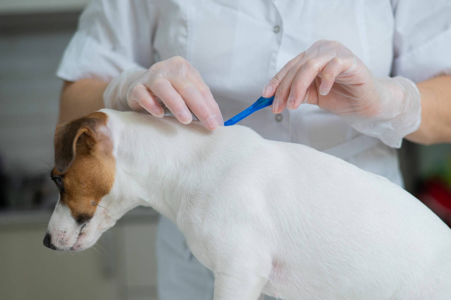 Personalized Veterinary Care - York Veterinary Hospital