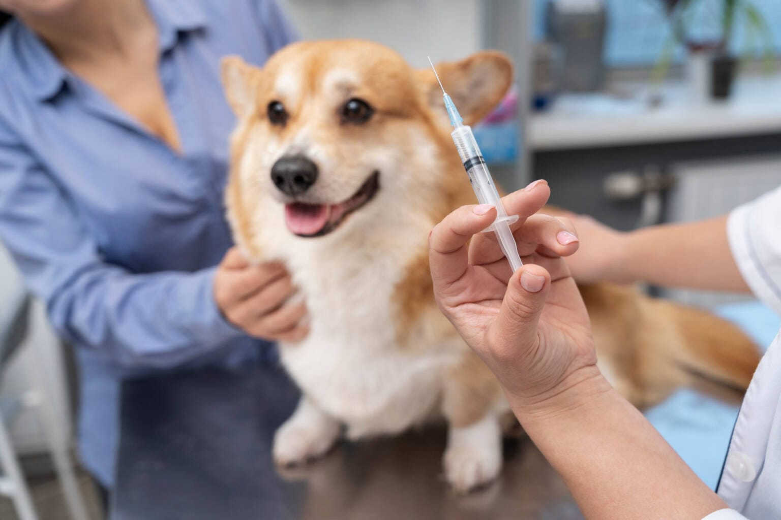 Personalized Veterinary Care - York Veterinary Hospital