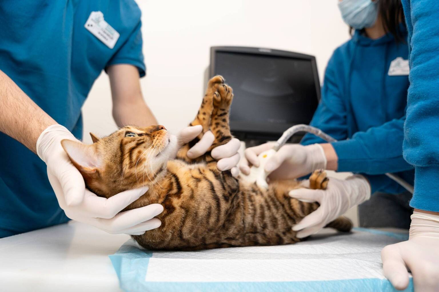 Personalized Veterinary Care - York Veterinary Hospital