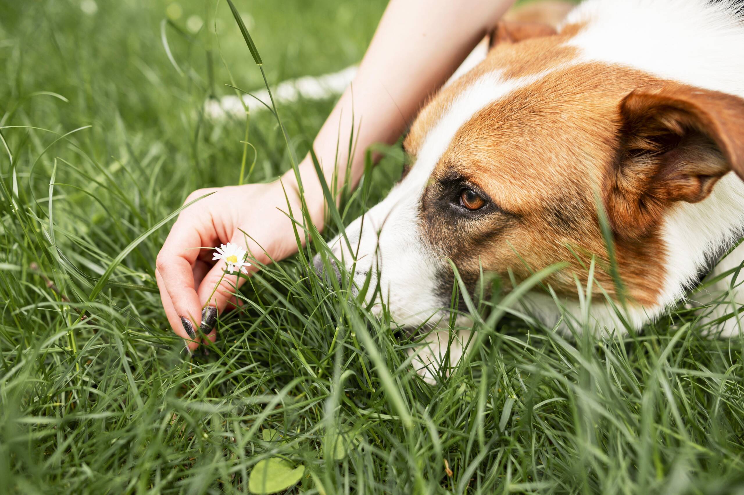 Black Fly Bites on Dogs: Symptoms, Treatment & Prevention