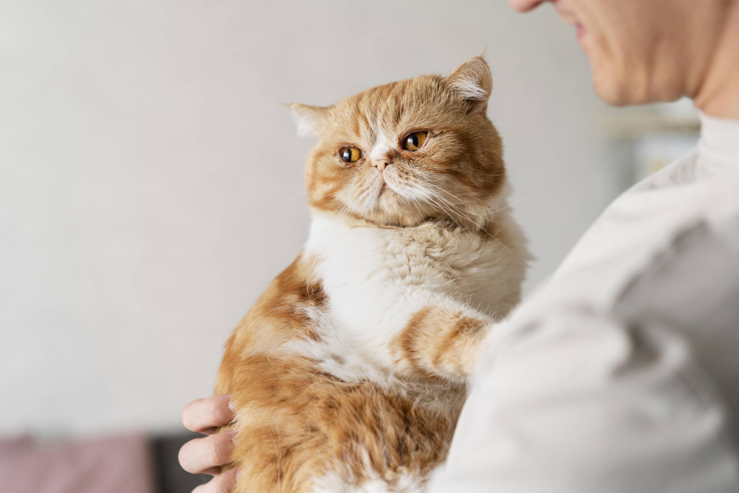 Cat UTI Symptoms, Treatment, and Prevention Guide