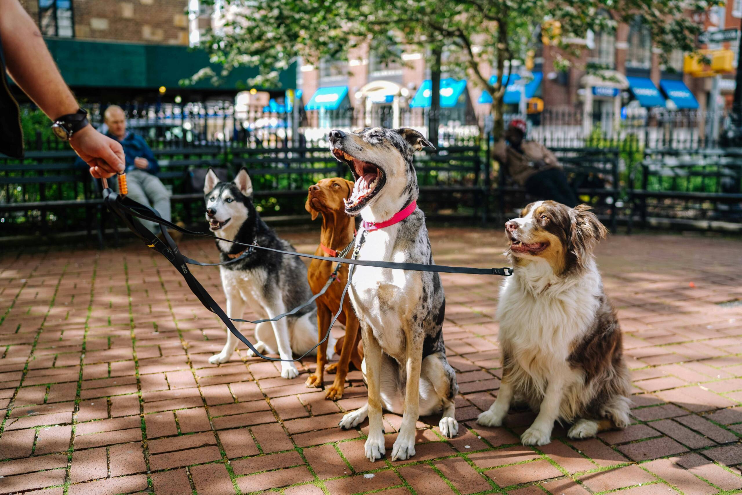 Skin Rash in Dogs: Causes, Symptoms & Treatment