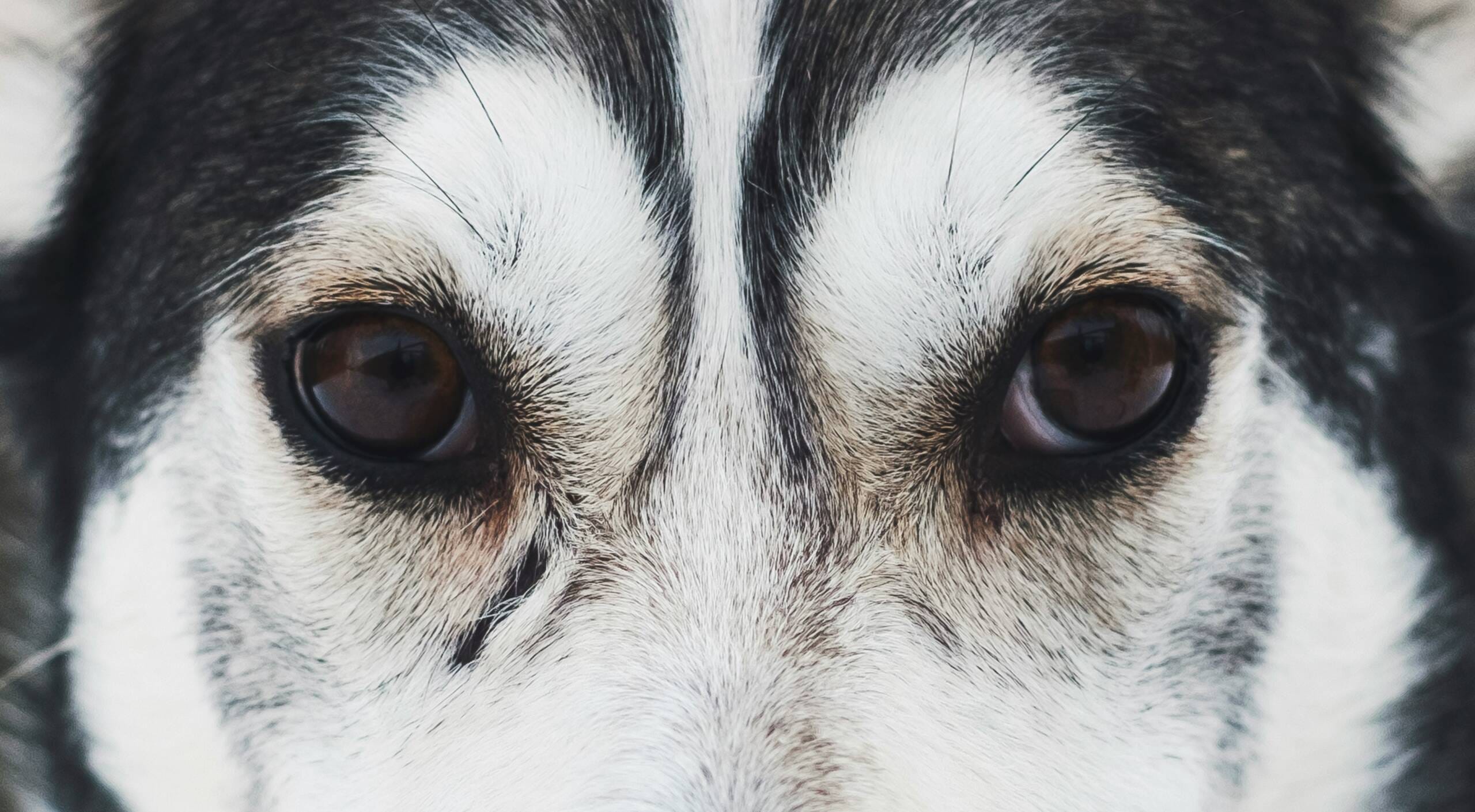 Goopy Dog Eyes: Causes of Green or White Eye Discharge